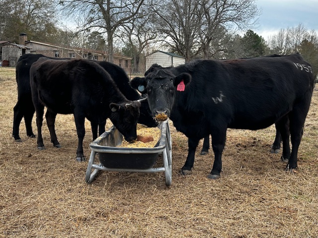 The Health Benefits of Ranch-Raised Angus Beef Over Feedlot-Raised Beef ...